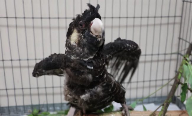 This Bird Was Badly Burned And Needed New Wings. Wait Until You See It ...